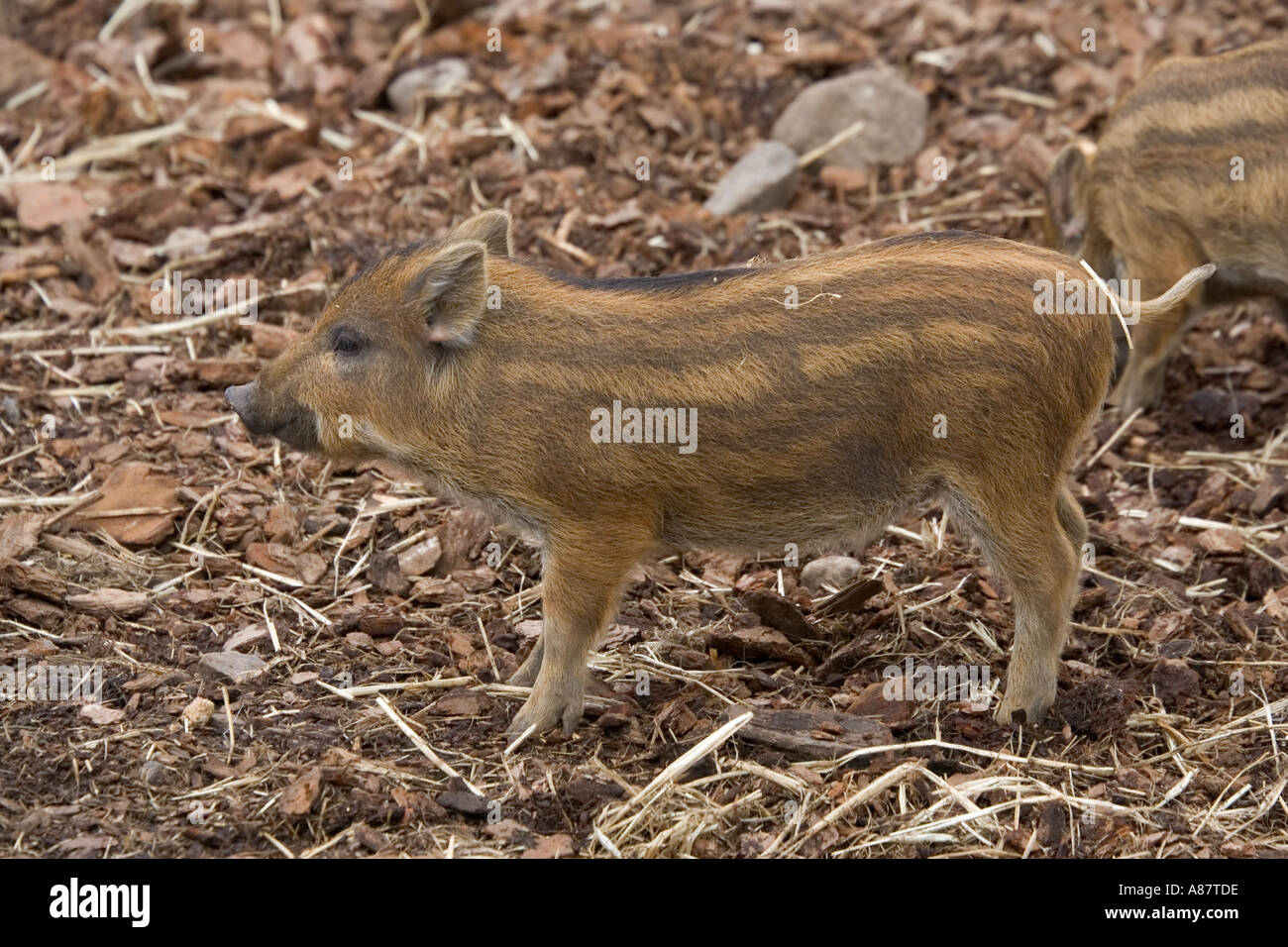 Wild boar piglet Sus scrofa Scotland UK Stock Photo - Alamy