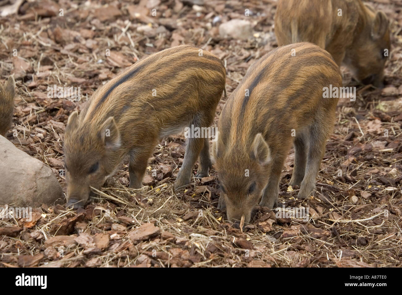 Wild boar piglets Sus scrofa Scotland UK Stock Photo - Alamy