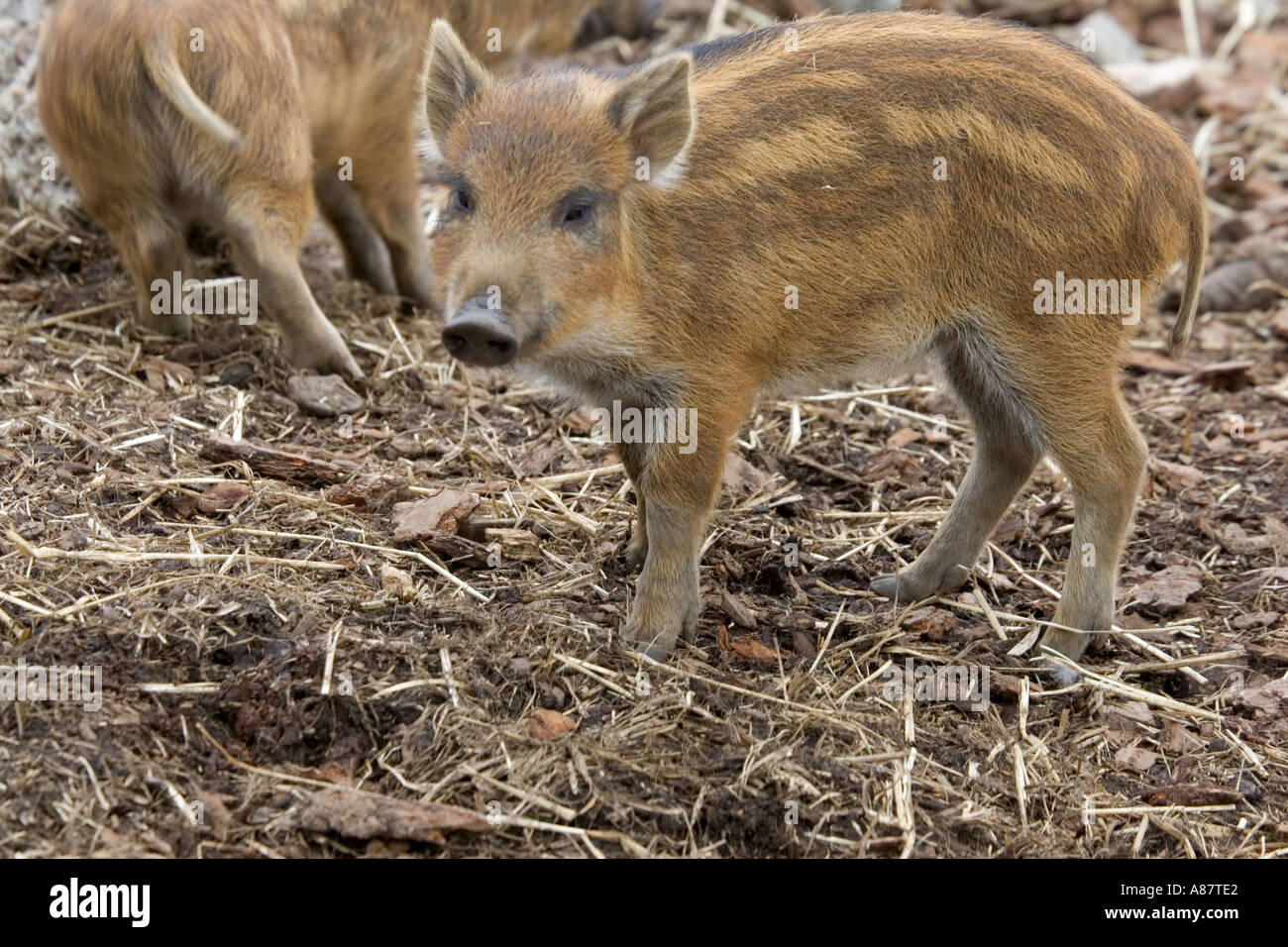 Wild boar piglet Sus scrofa Scotland UK Stock Photo - Alamy