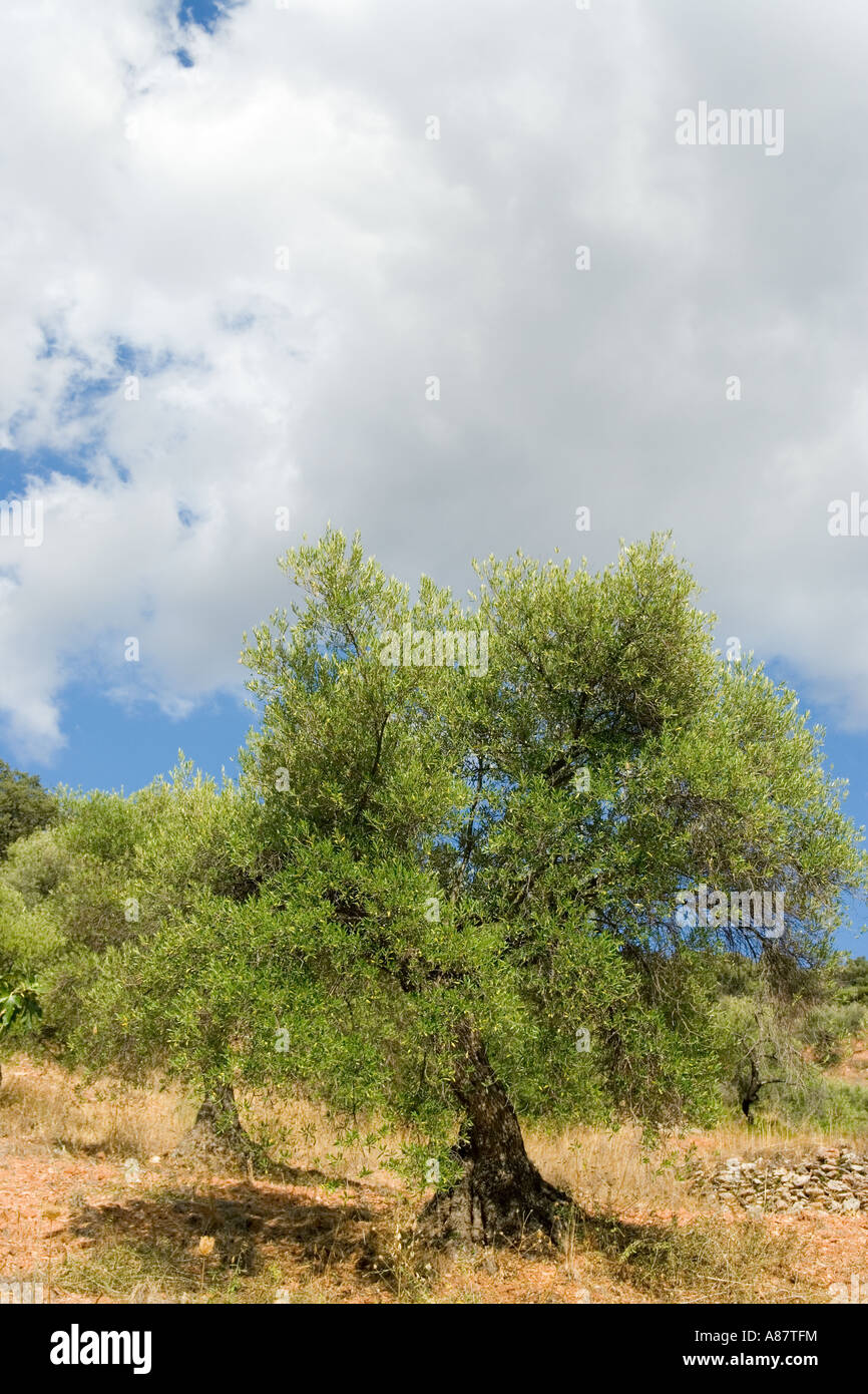 Olive tree Spain Olea europaea Stock Photo - Alamy