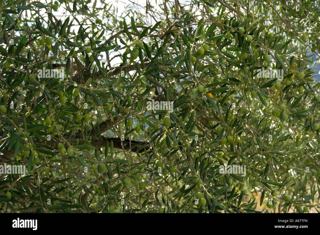 Olive tree Spain Olea europaea Stock Photo - Alamy