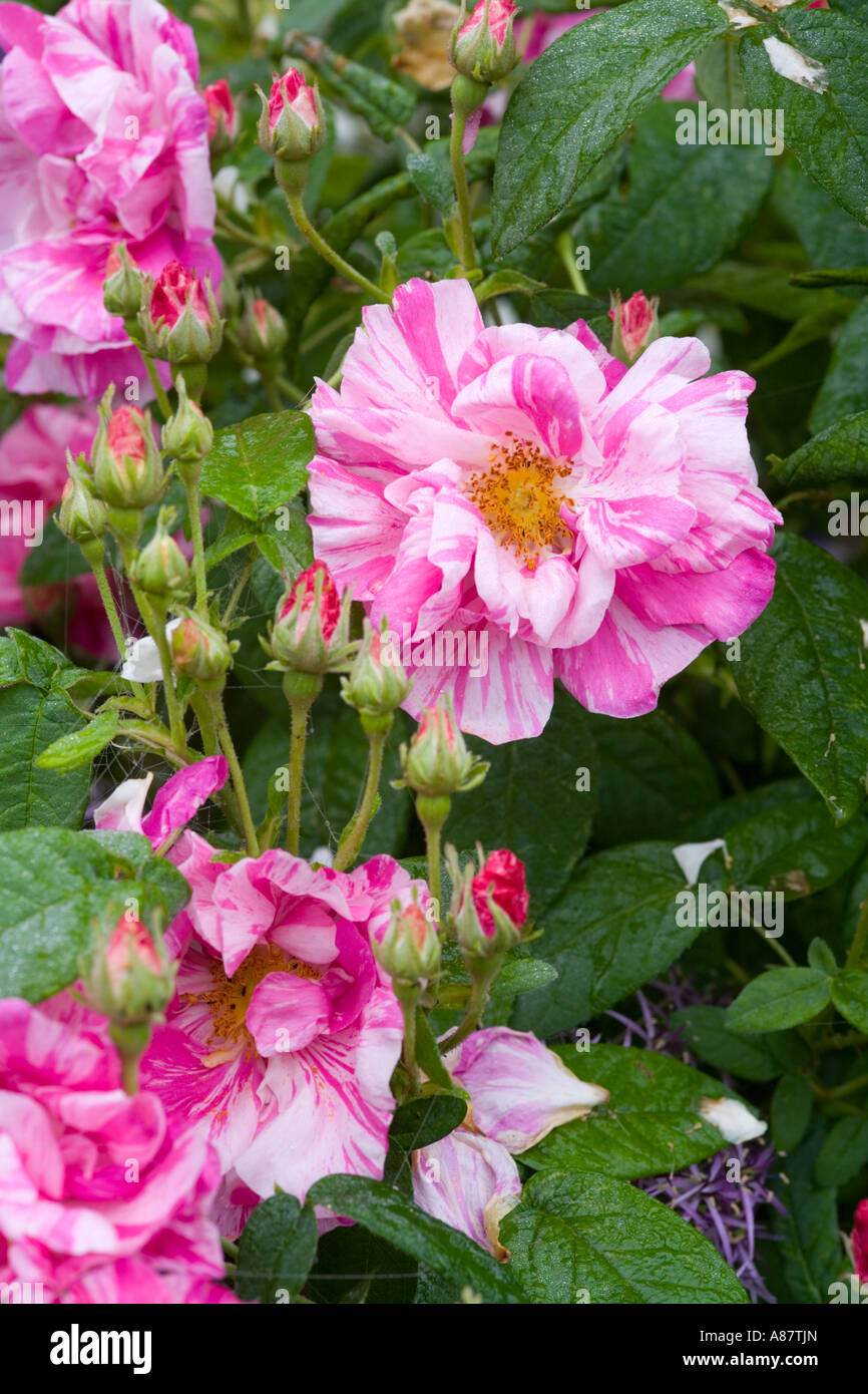 Rosa rosa mundi hi-res stock photography and images - Alamy