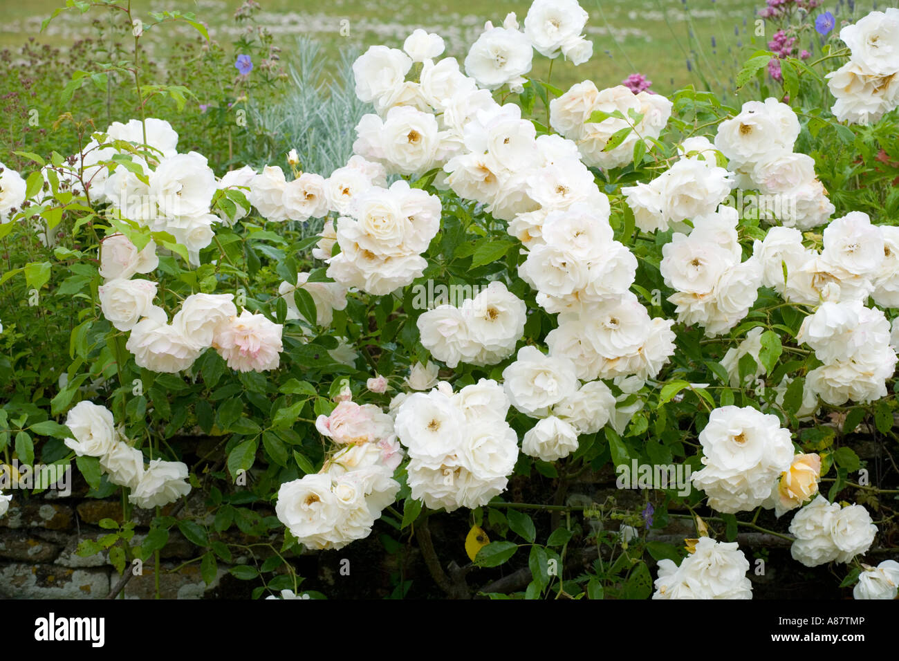 Rosa Iceburg Climbing Stock Photo - Alamy