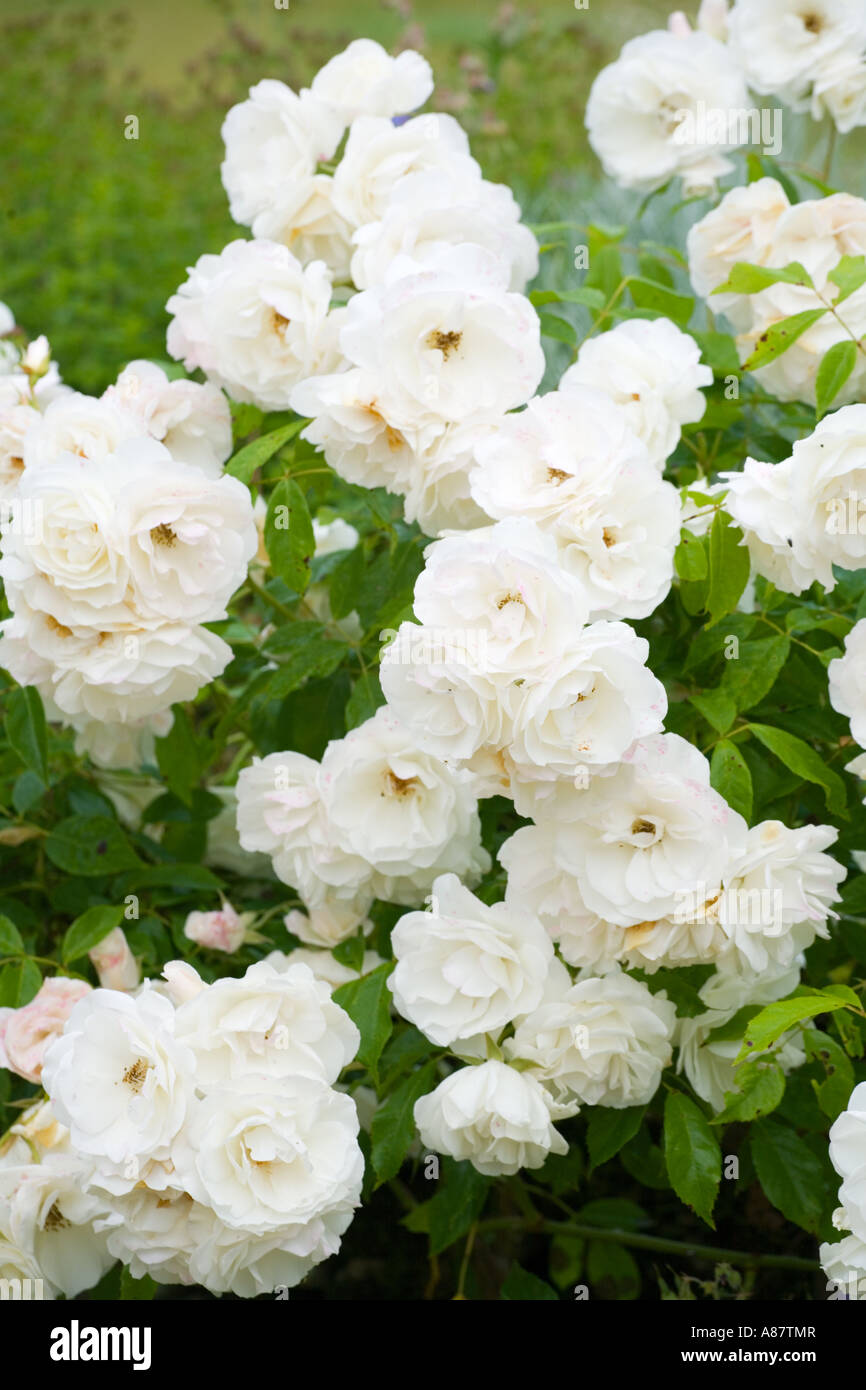 Rosa Iceburg Climbing Stock Photo - Alamy