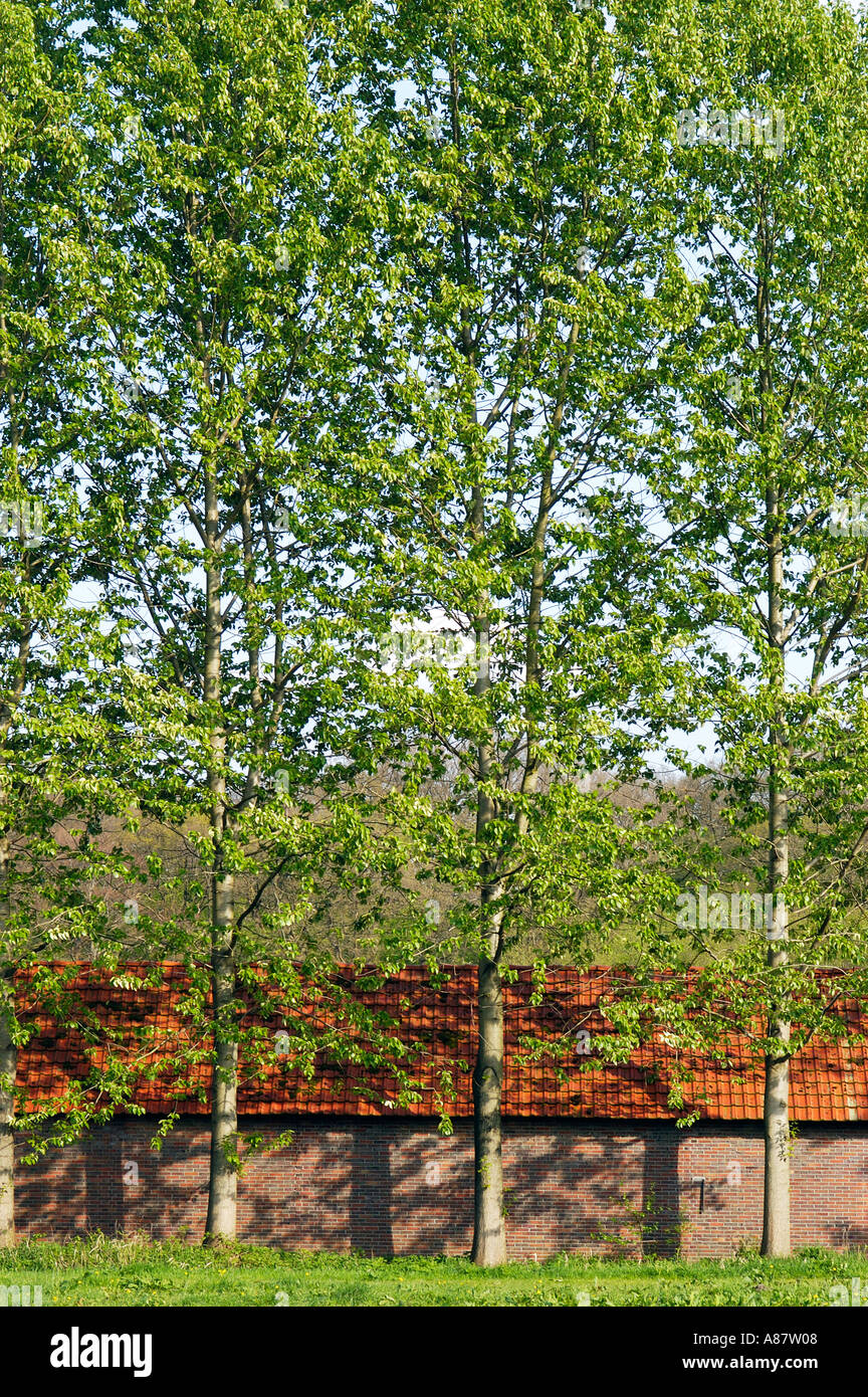 Stable with row of trees Stock Photo - Alamy