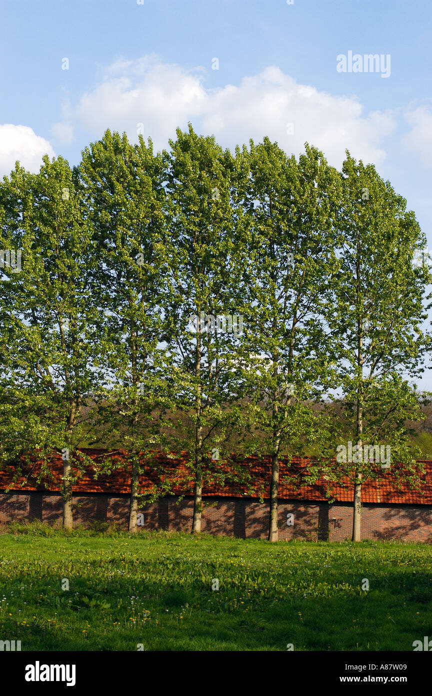 Stable with row of trees Stock Photo - Alamy