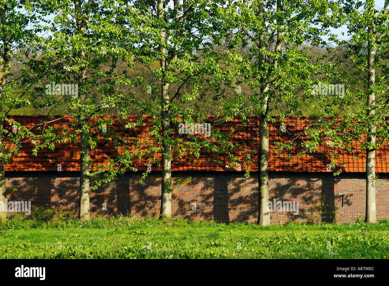 Stable with row of trees Stock Photo - Alamy