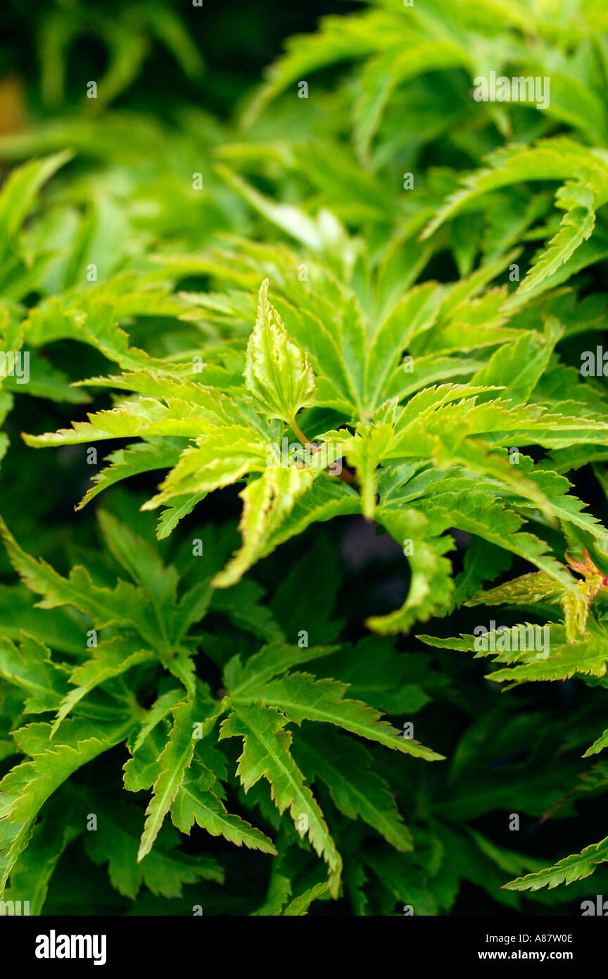 Young green maple tree leaves hi-res stock photography and images - Alamy