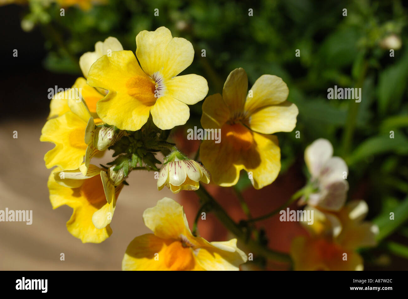 petunia Million Bells Stock Photo - Alamy