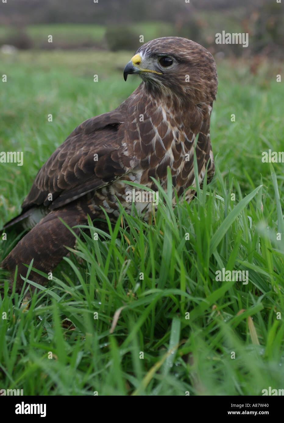 Buzzard in grass Stock Photo - Alamy