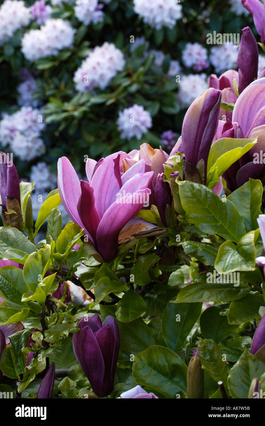 Magnolia aesthetic hi-res stock photography and images - Alamy