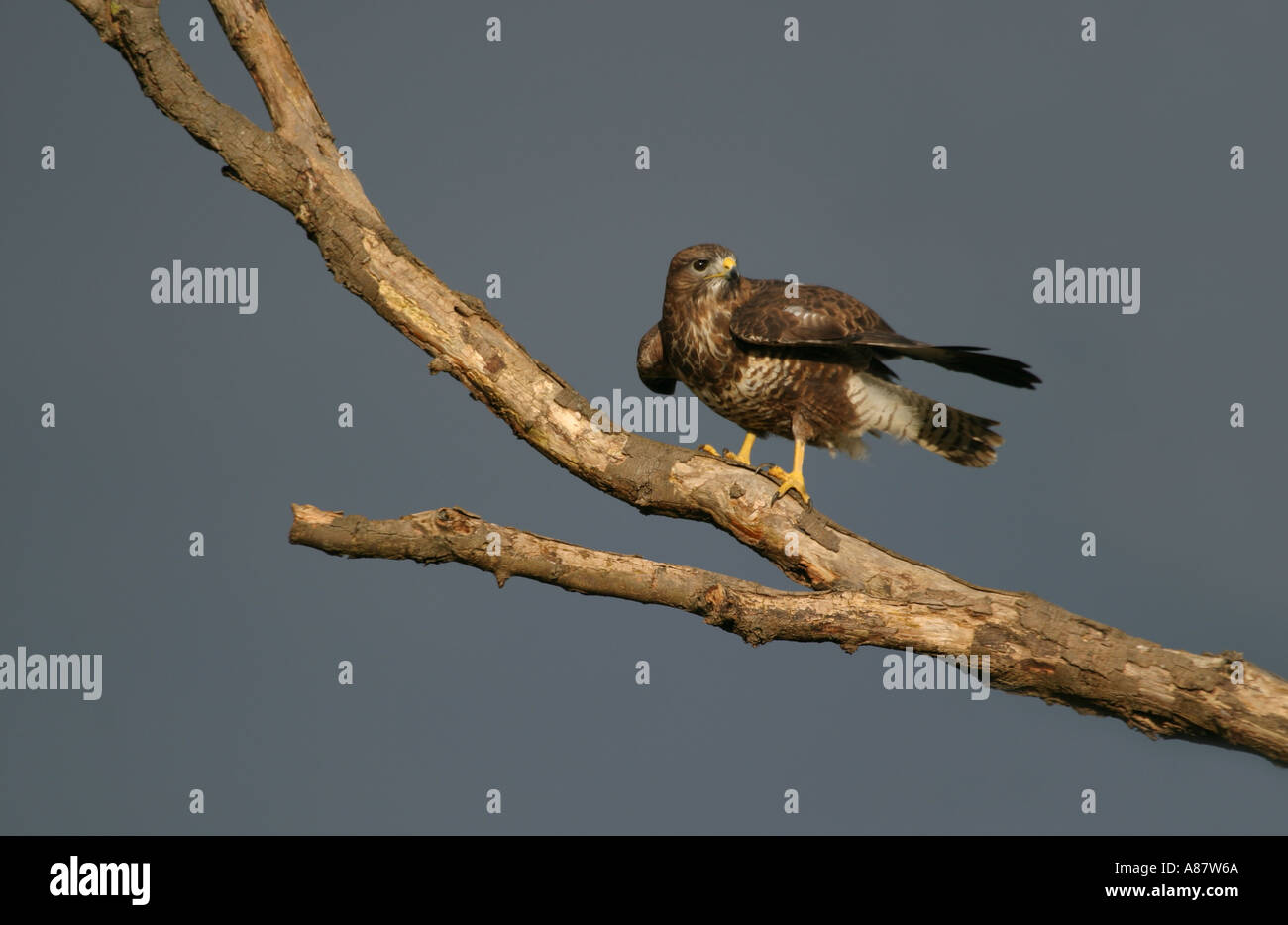 Buzzard in Tree Stock Photo - Alamy