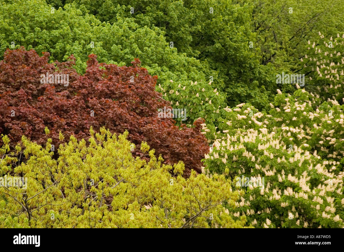 Zoom of different colour trees in Saxon Garden Warsaw Mazowsze Poland ...