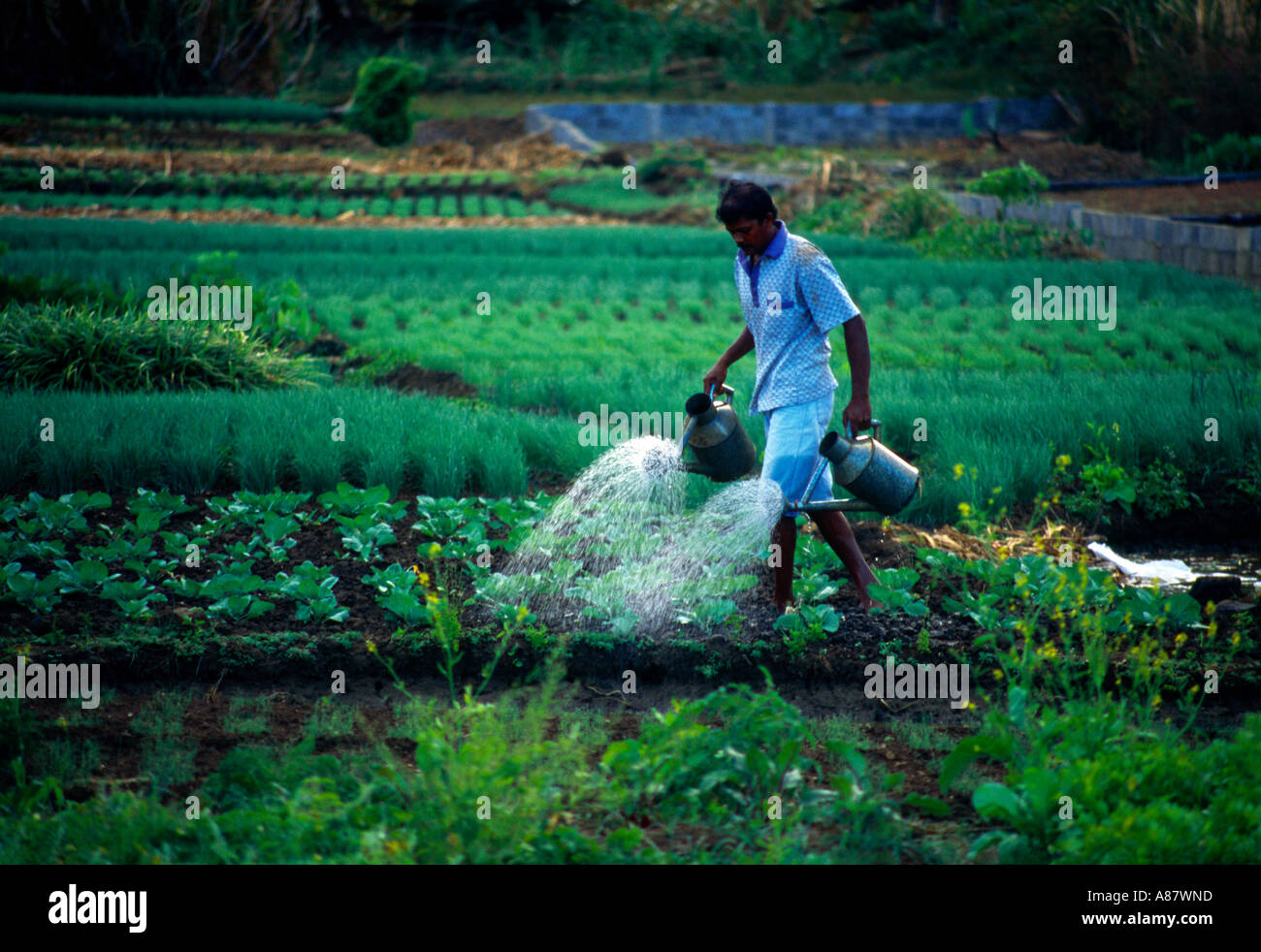 Watering crops cans hi-res stock photography and images - Alamy