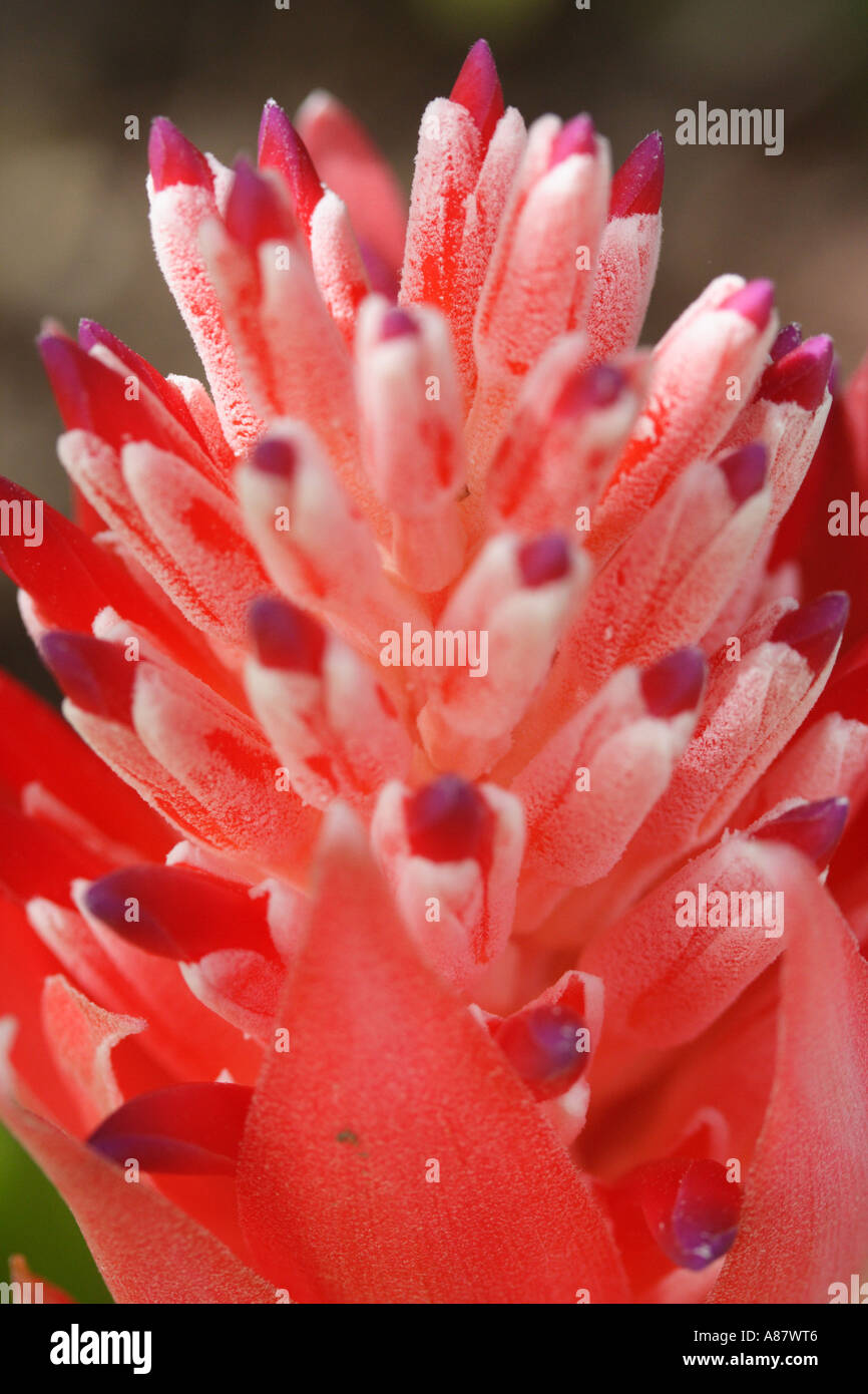 BROMELIAD BROMELIACEAE AECHMEA FLOWER BAPDA6353 Stock Photo - Alamy
