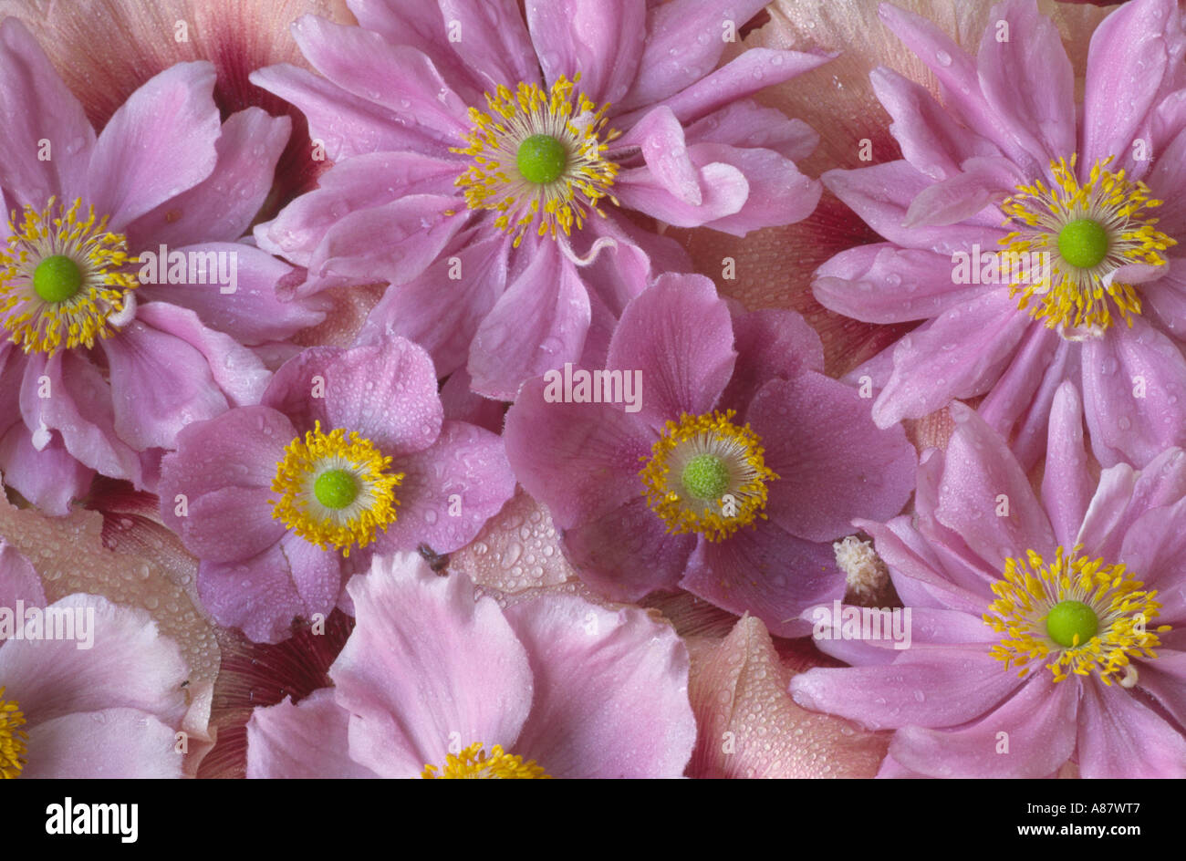 Pink fall anemone flower hi-res stock photography and images - Alamy