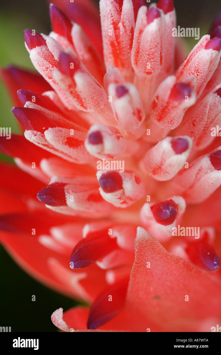 BROMELIAD BROMELIACEAE AECHMEA FLOWER BAPDA6354 Stock Photo - Alamy