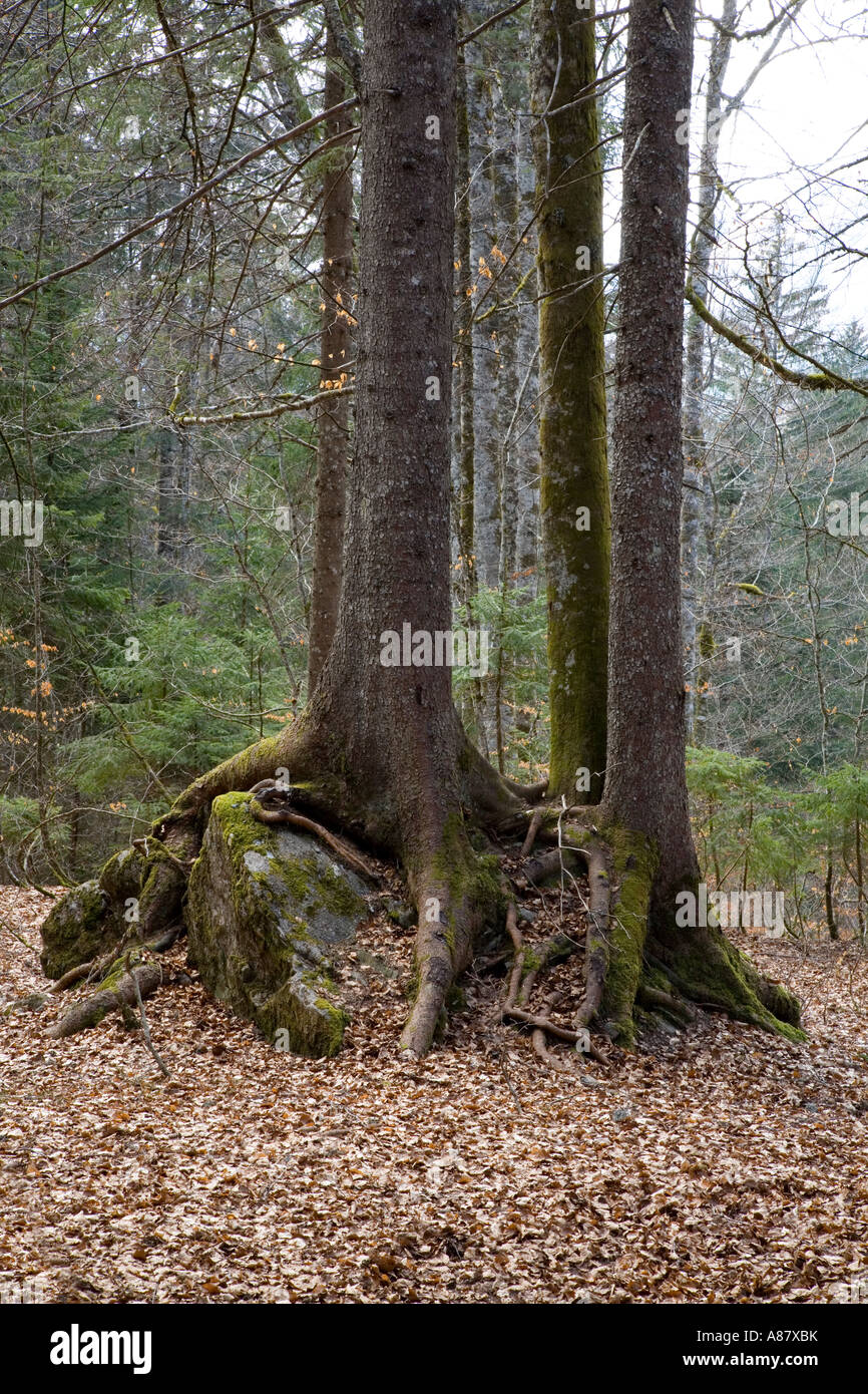 Old tree roots wrapped around hi-res stock photography and images - Alamy