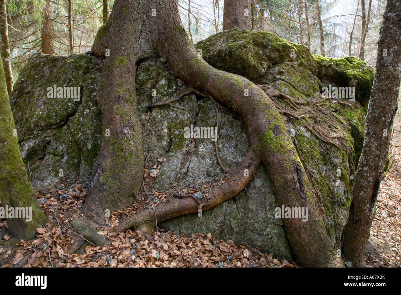 Ancient tree roots wrapped around a large boulder in the French alps ...