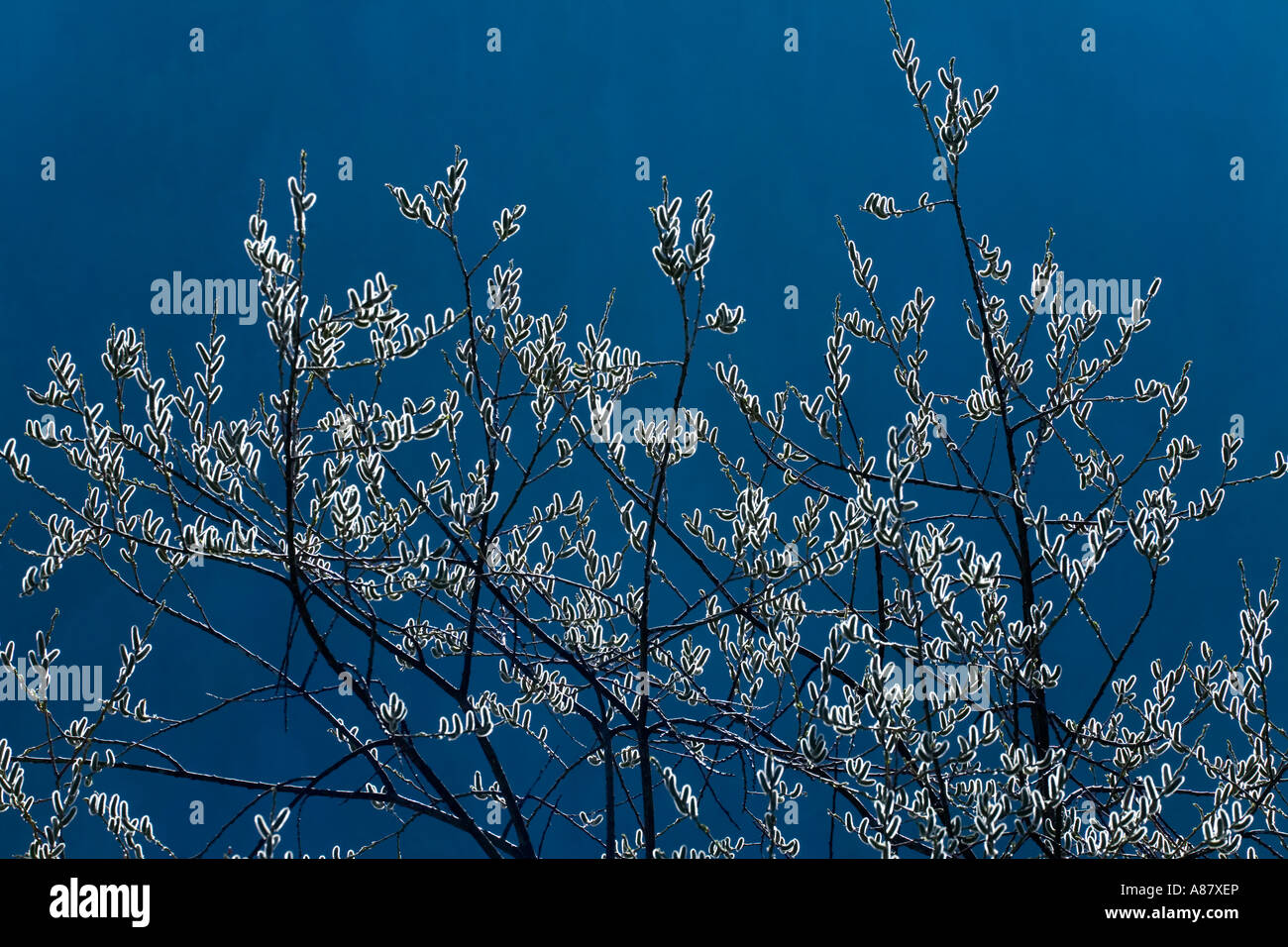 Adorn branches hi-res stock photography and images - Alamy