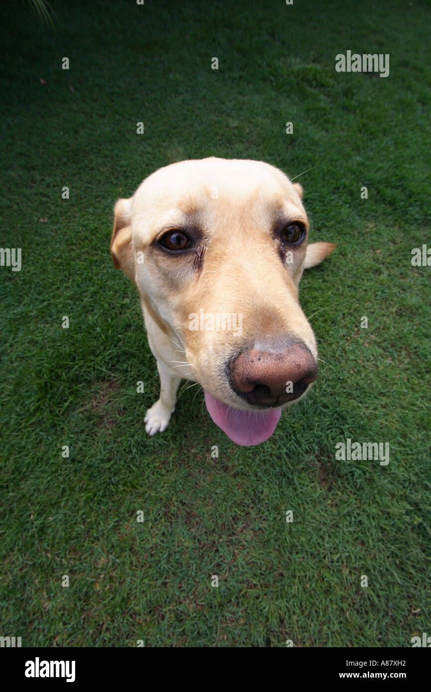 A golden labrador guide dog hi-res stock photography and images - Alamy
