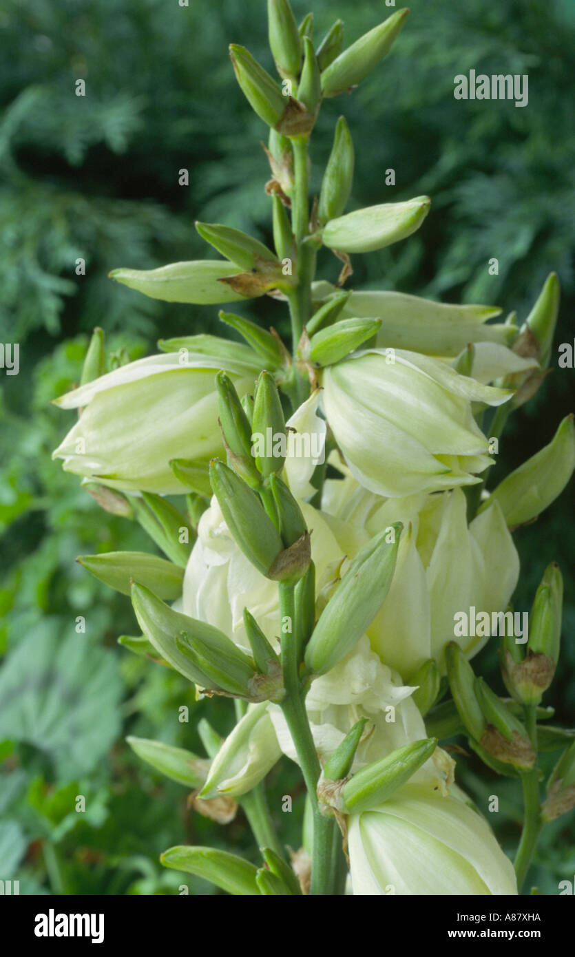 Adams needle hi-res stock photography and images - Alamy