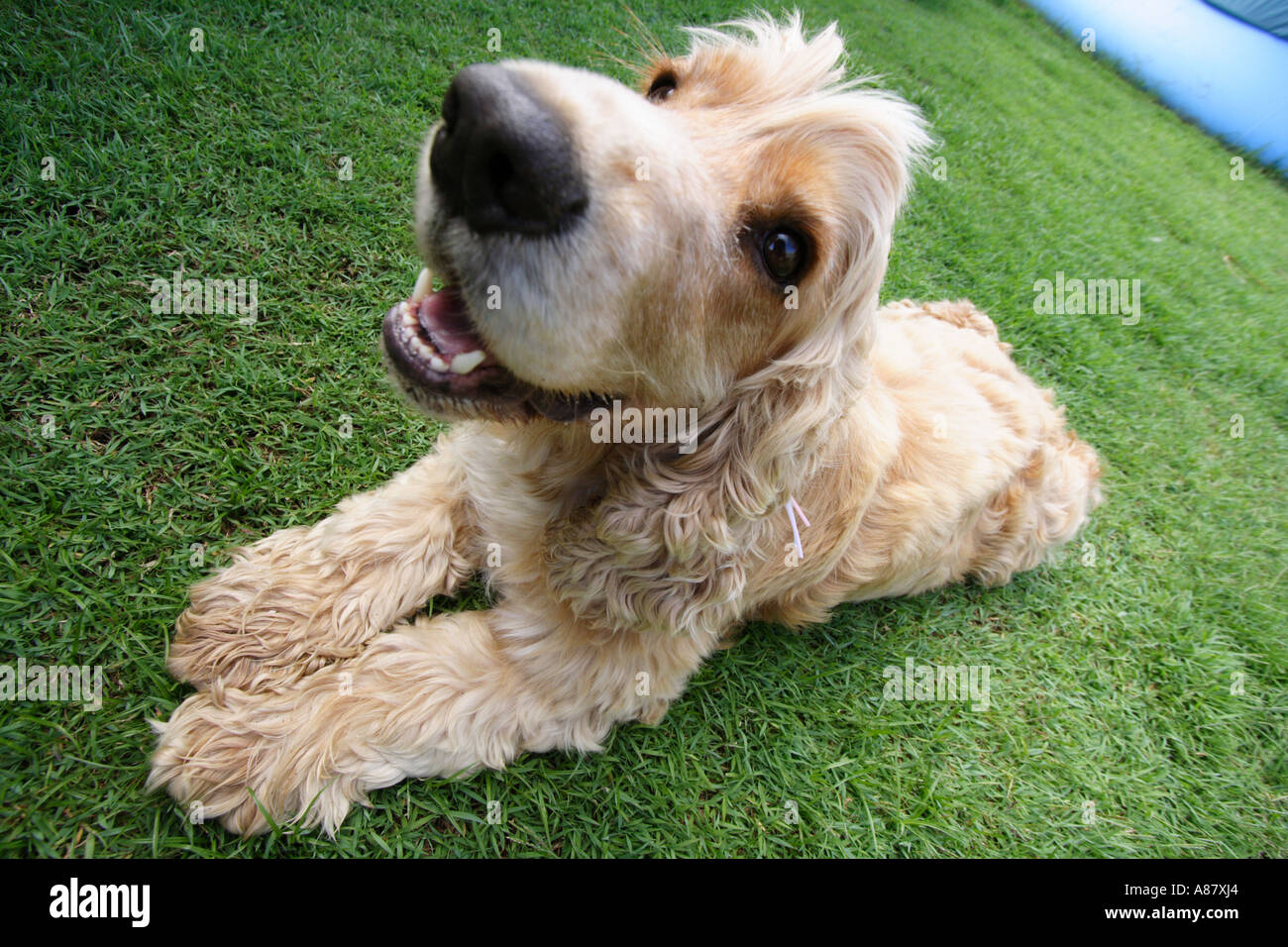 WIDE ANGLE OF A COCKER SPANIEL BAPDA6381 Stock Photo - Alamy