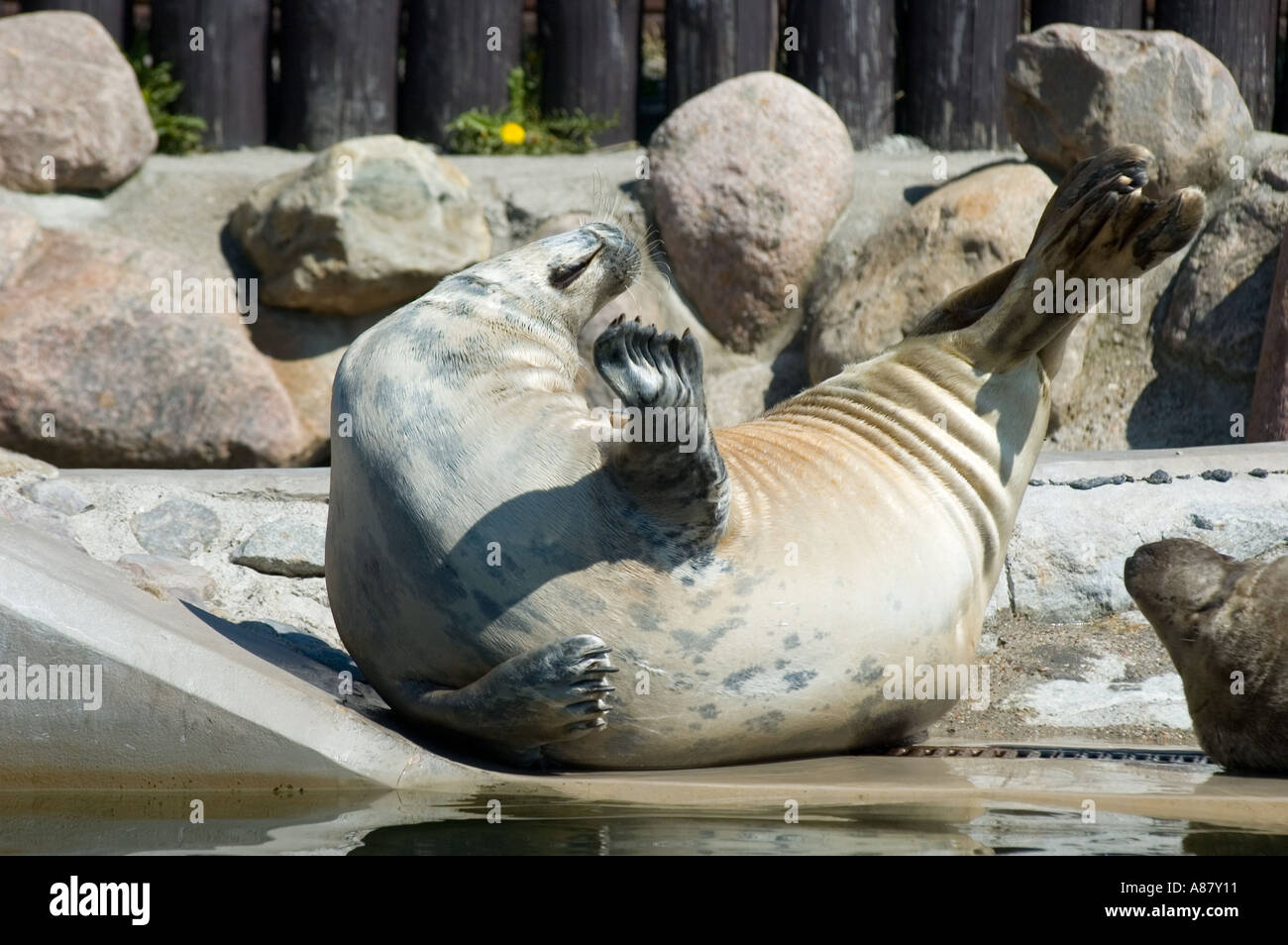 Seal lying on stone basking hi-res stock photography and images - Alamy