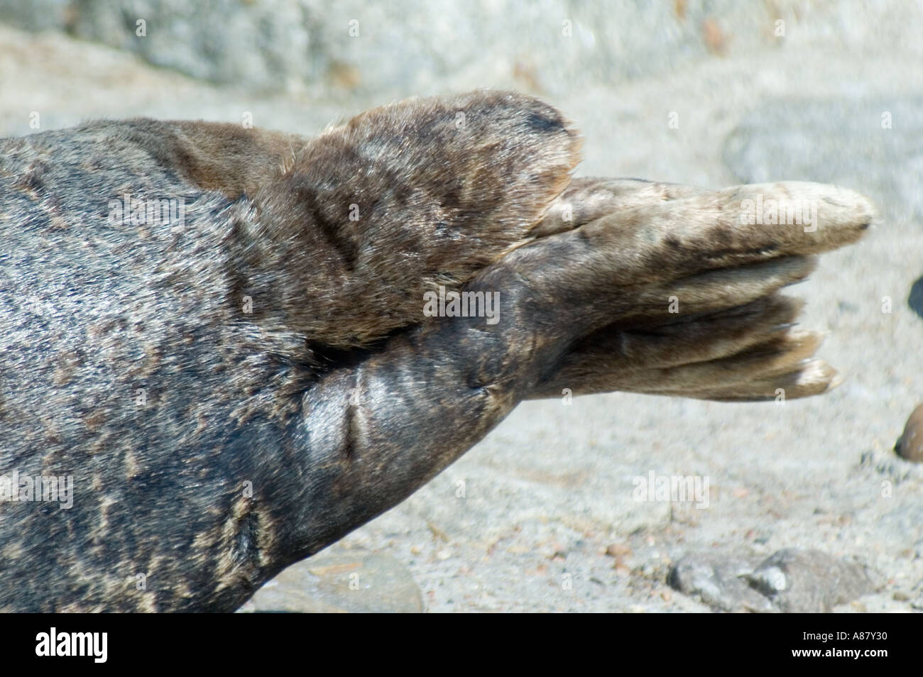 Tail close up of Grey seal Halichoerus grypus swimming in the water ...