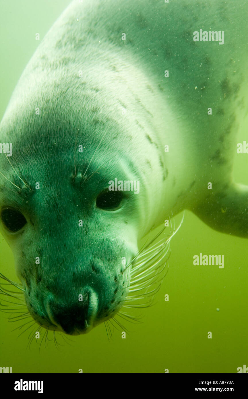 Grey seal Halichoerus grypus diving underwater Stock Photo - Alamy