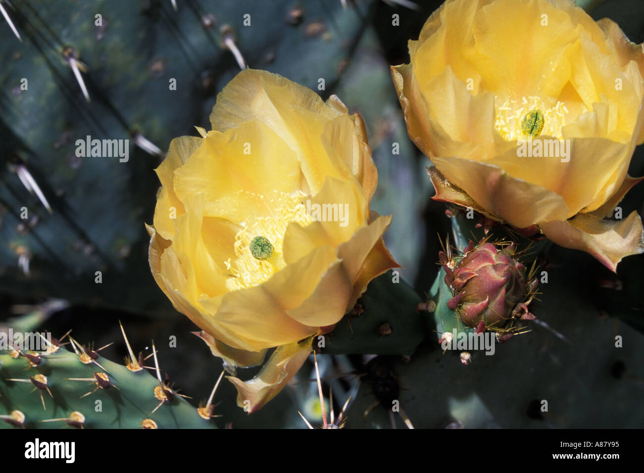 Santa rita prickly pear cactus hi-res stock photography and images - Alamy