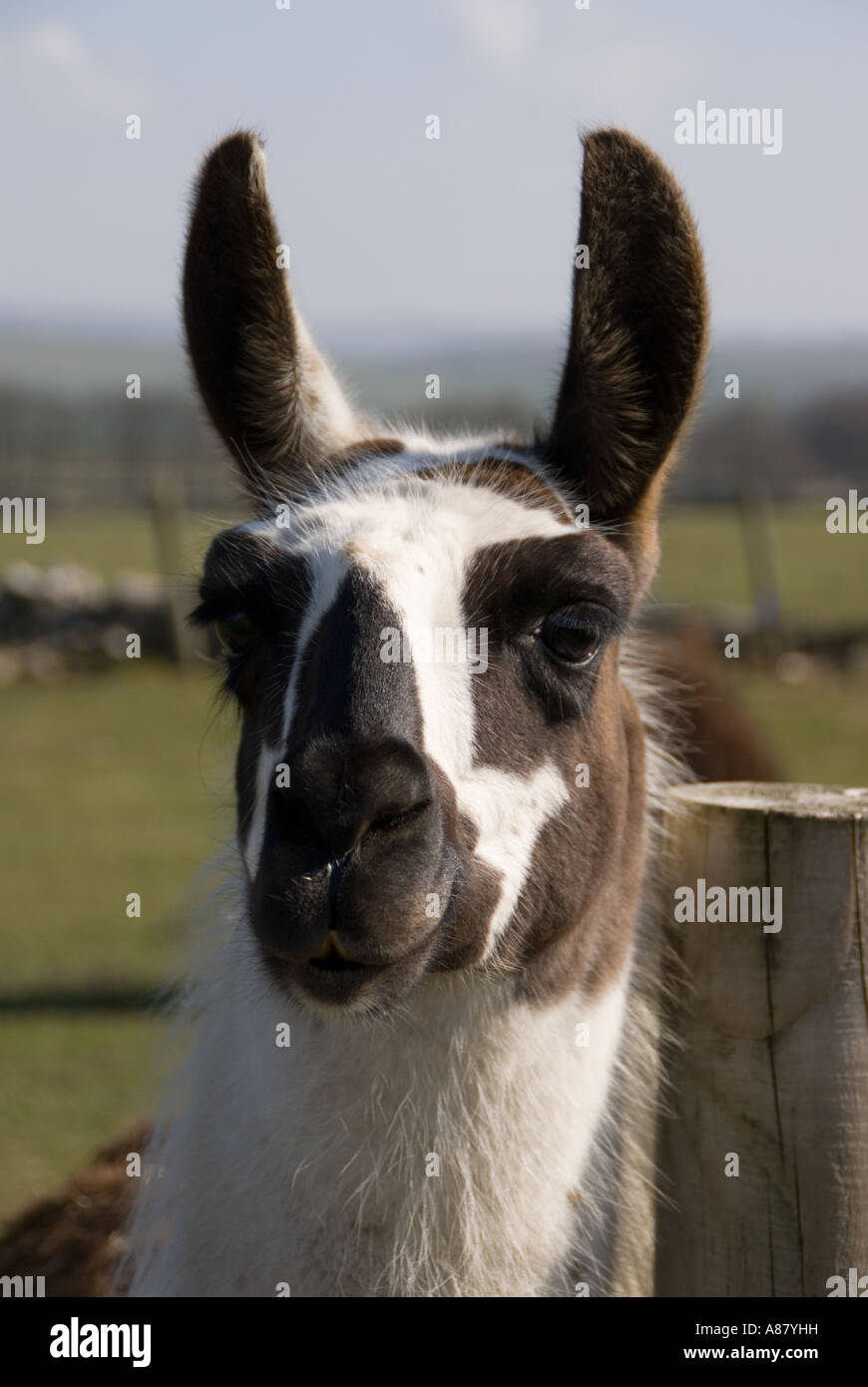 Peak district lama hi-res stock photography and images - Alamy