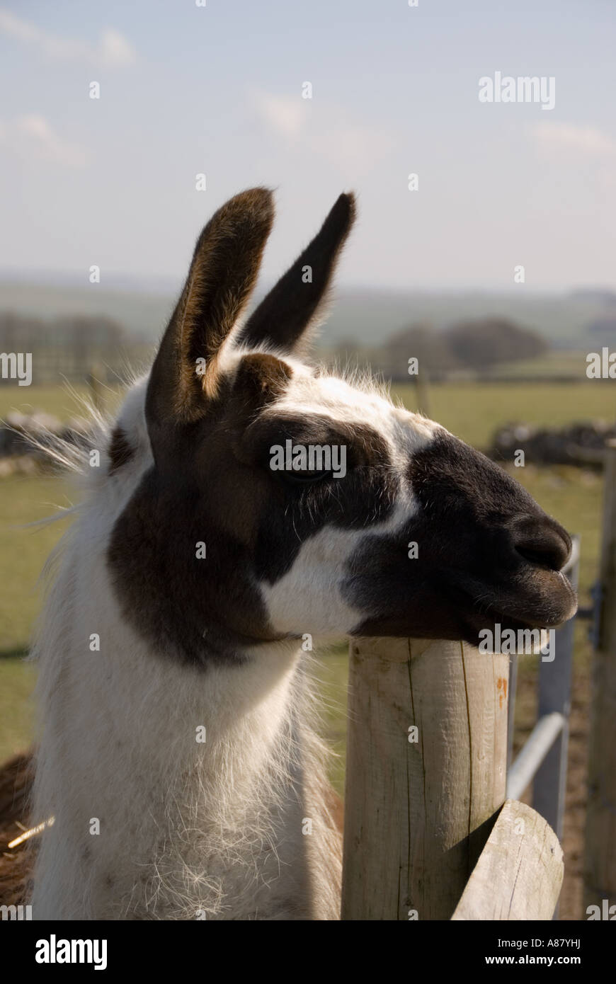 A Llama at the Rare Breeds farm, Derbyshire Stock Photo - Alamy