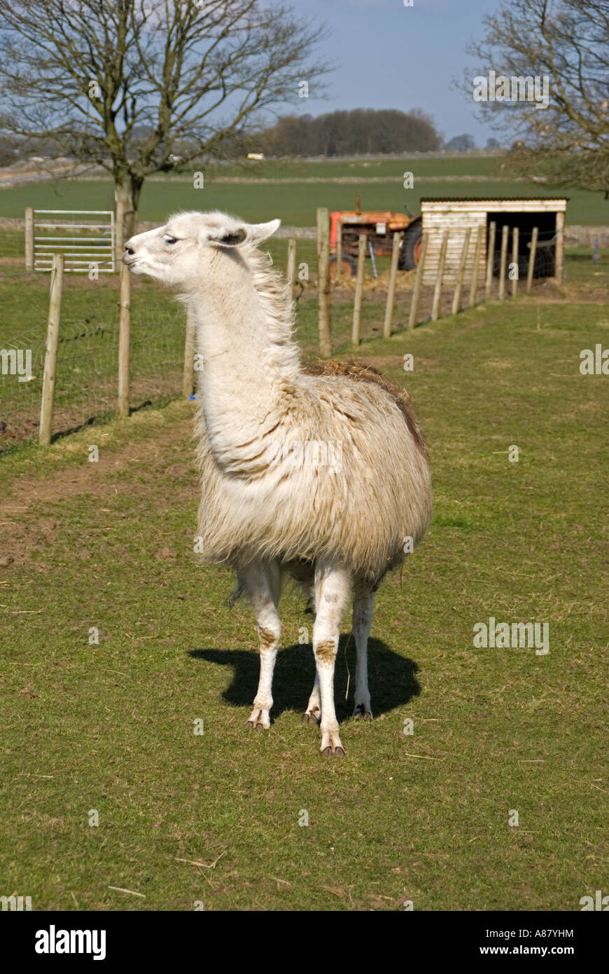 Llama at the Rare Breeds Farm in the Derbyshire Peak District Stock ...