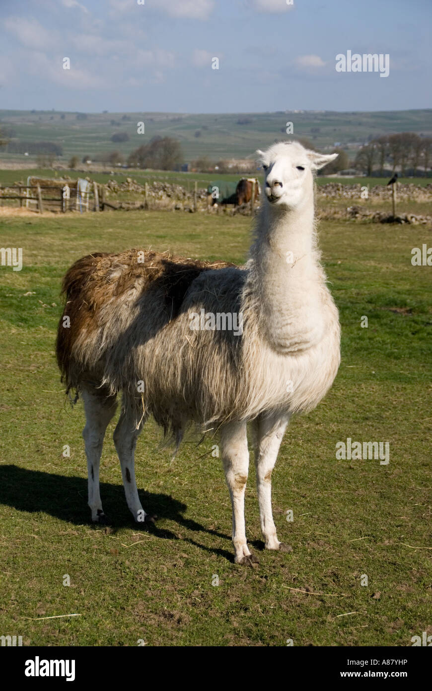 Llama at the Rare Breeds farm, Derbyshire Stock Photo - Alamy