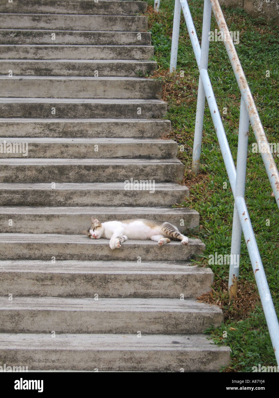 Cat lying on steps Stock Photo - Alamy