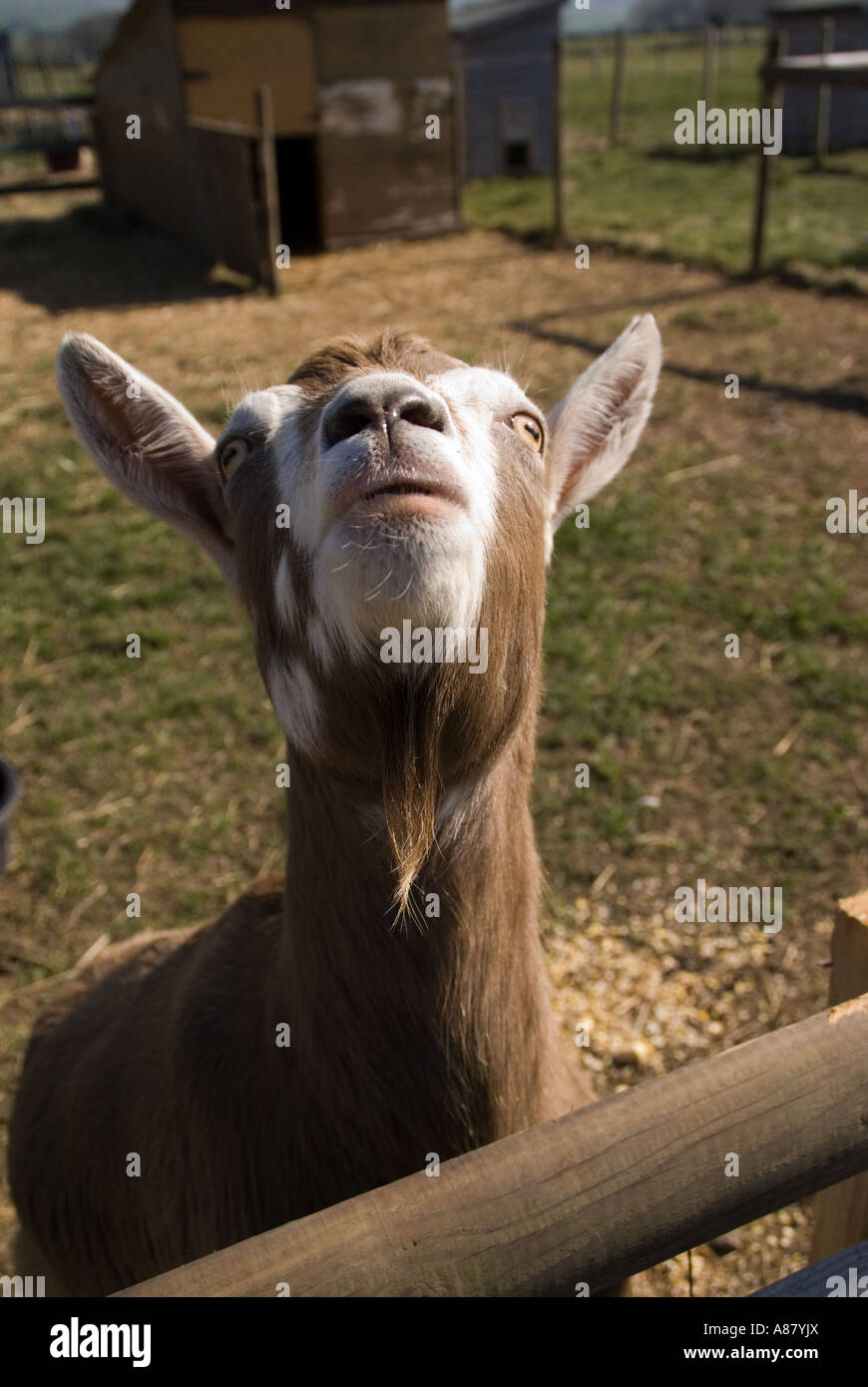 Breeds of goat hi-res stock photography and images - Alamy