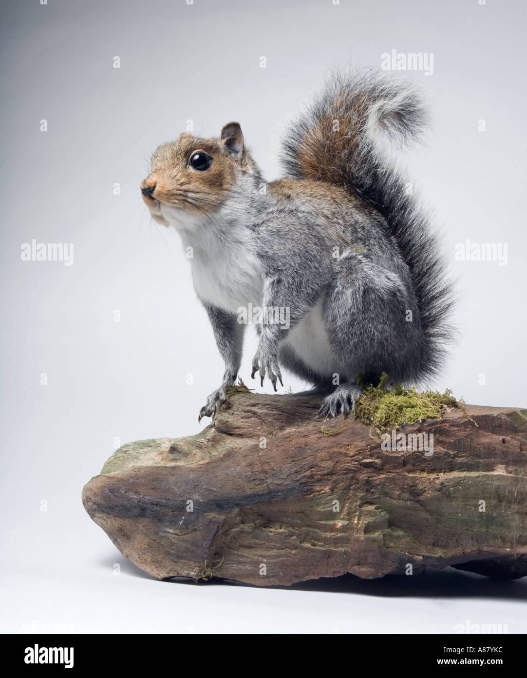 Squirrel taxidermy hi-res stock photography and images - Alamy