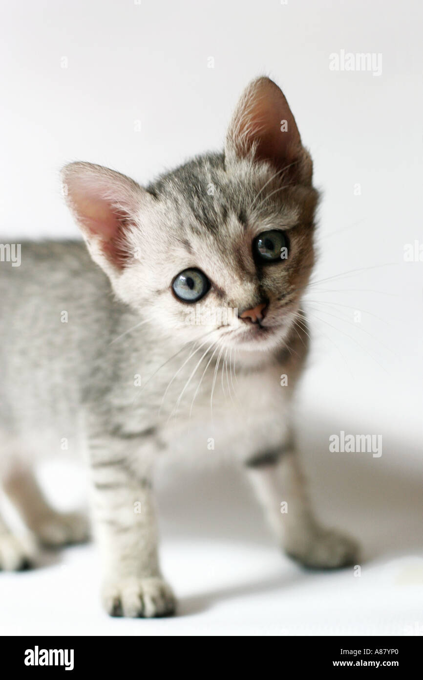 Grey kitten against white background Stock Photo - Alamy