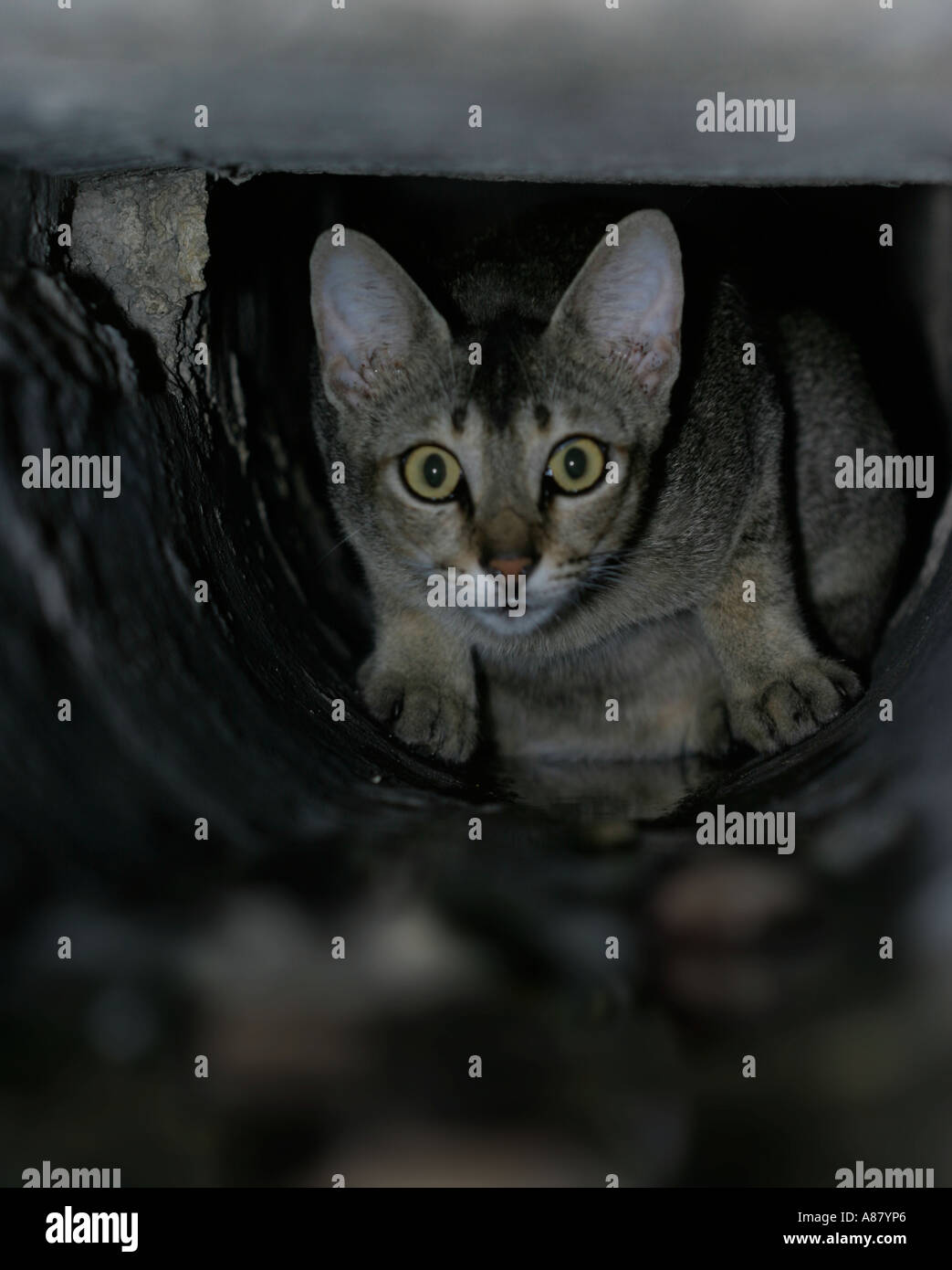 Cat lying in gutter Stock Photo - Alamy