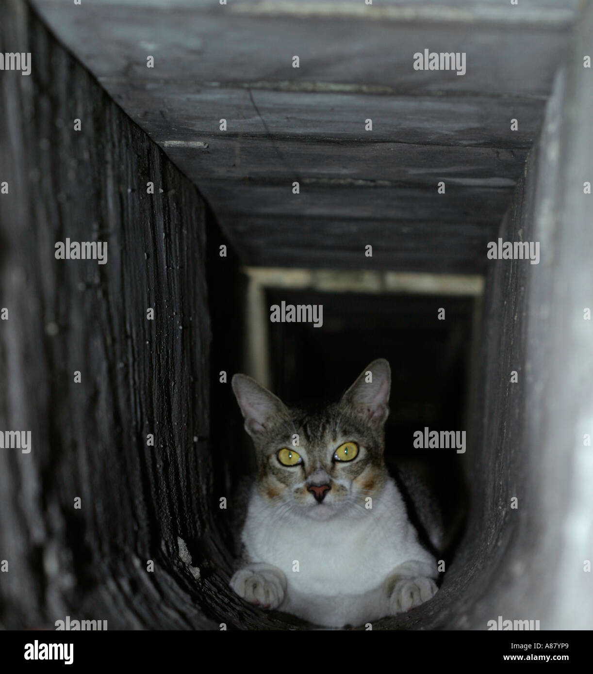 Cat lying in a gutter Stock Photo - Alamy