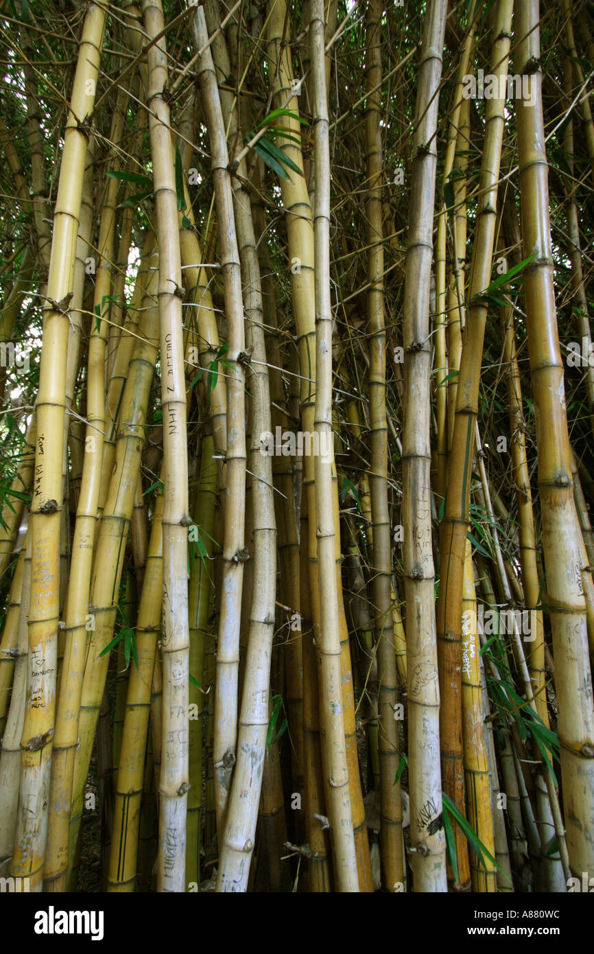 BAMBOO TREES VERTICAL BAPDB6617 Stock Photo - Alamy