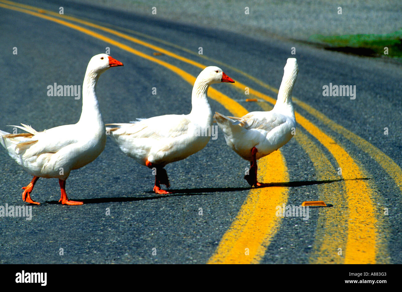 Trio of white geese crossing the middle of the road Stock Photo - Alamy