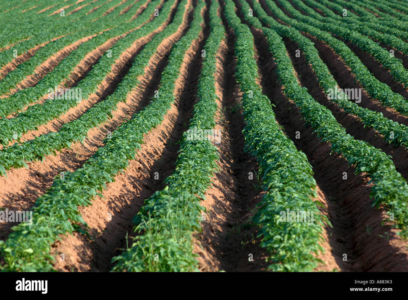 Canadian potato field hi-res stock photography and images - Alamy