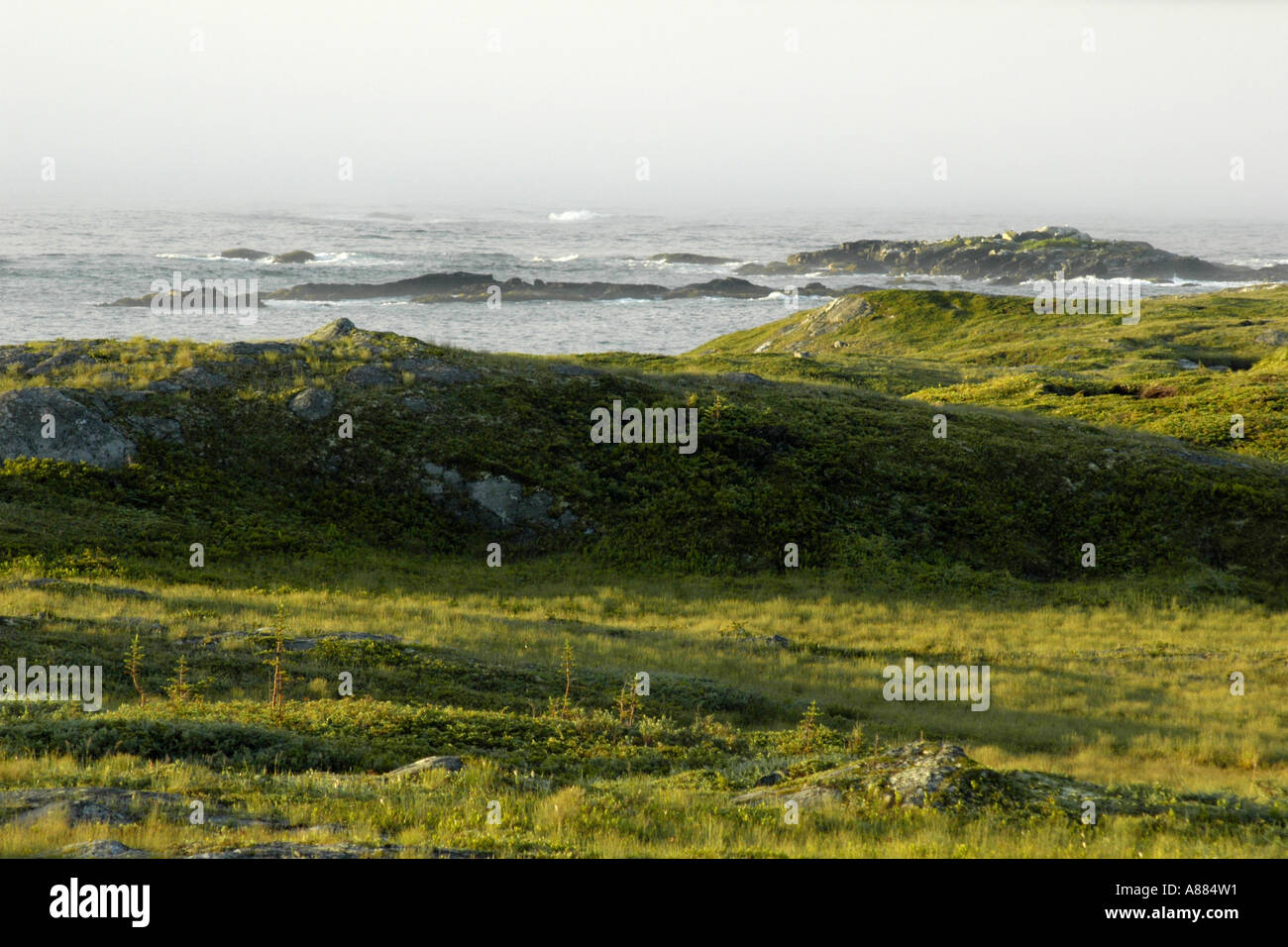 coastal grasslands by sea Stock Photo - Alamy