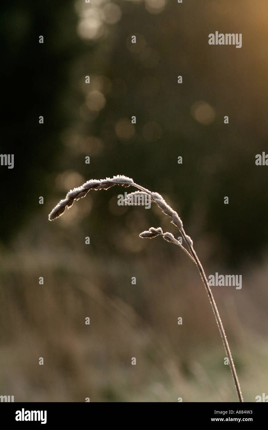 Drooping grass hi-res stock photography and images - Alamy