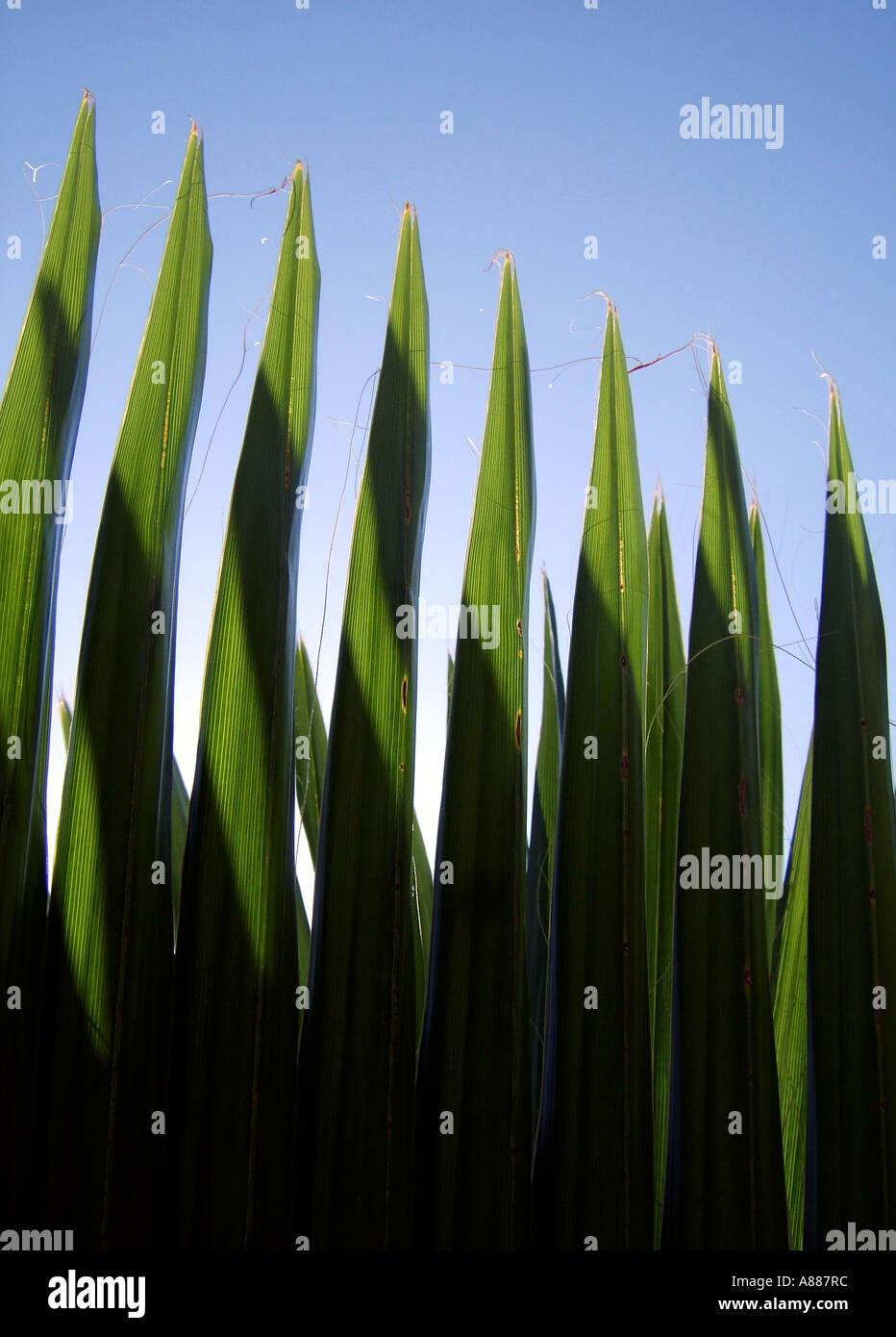 Pointed leaves hi-res stock photography and images - Alamy