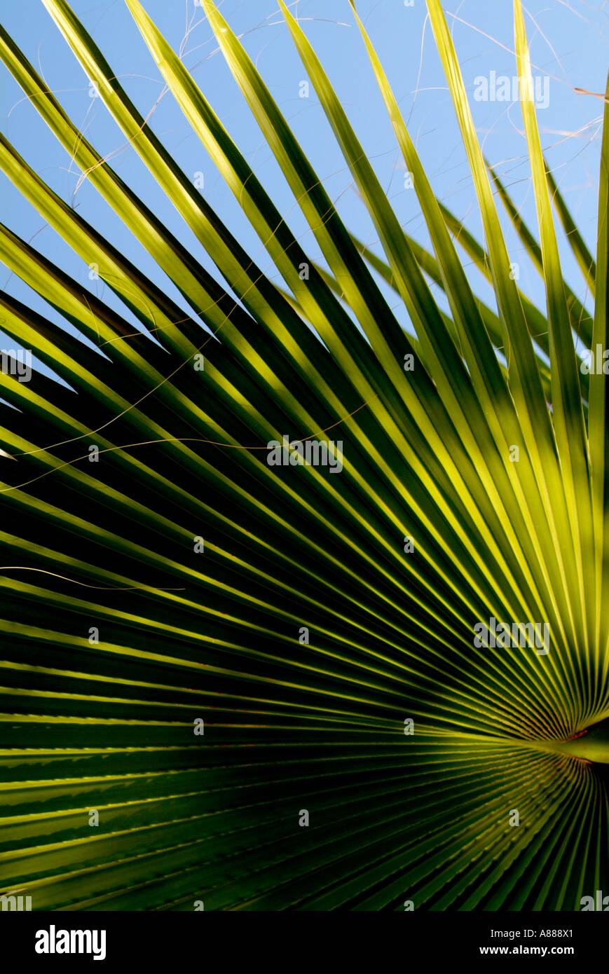 geometric pattern of leaves Stock Photo - Alamy