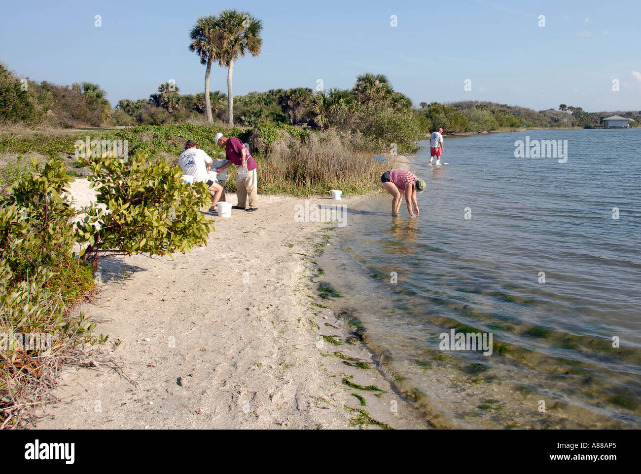 Turtle Mound section of the Florida Indian Mound Builders Stock Photo ...