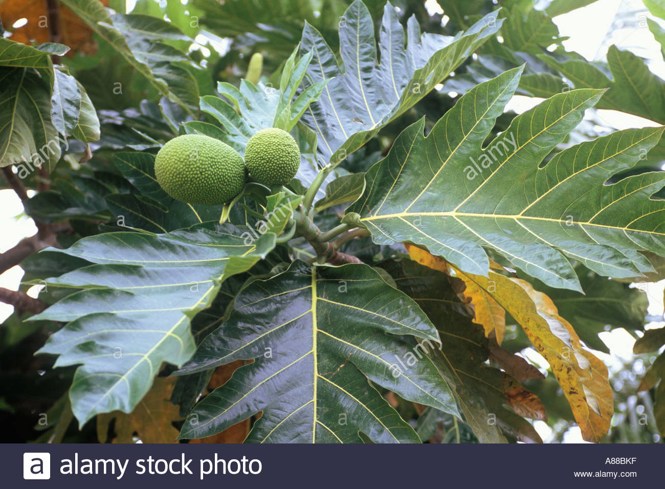 Breadfruit Hawaii High Resolution Stock Photography and Images - Alamy